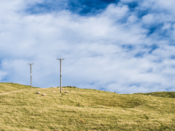 Sponsorships and environmental initiatives » Firstlight Network